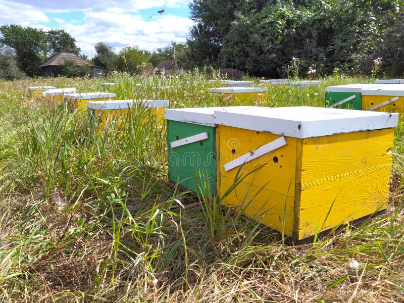 Apiary with Bees Hive Honey Extraction Stock Image - Image of ...
