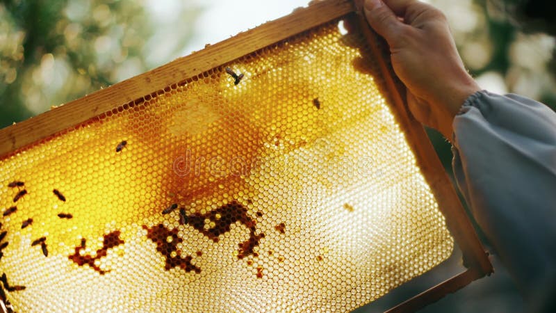 In the Apiary, a Close-up Frame for Bees in the Hands of a Beekeeper ...
