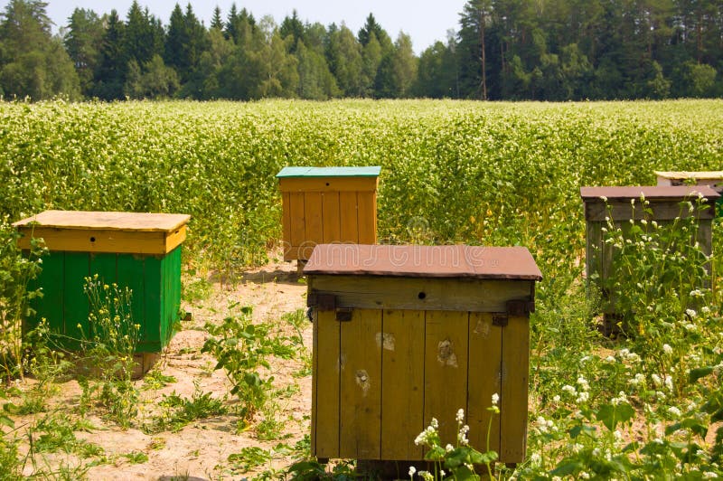Apiary in the field stock photo. Image of colony, farm - 18499336