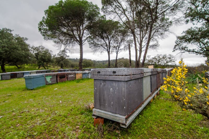 Apiary in the Field with Grass and Pine Trees Stock Image - Image of ...
