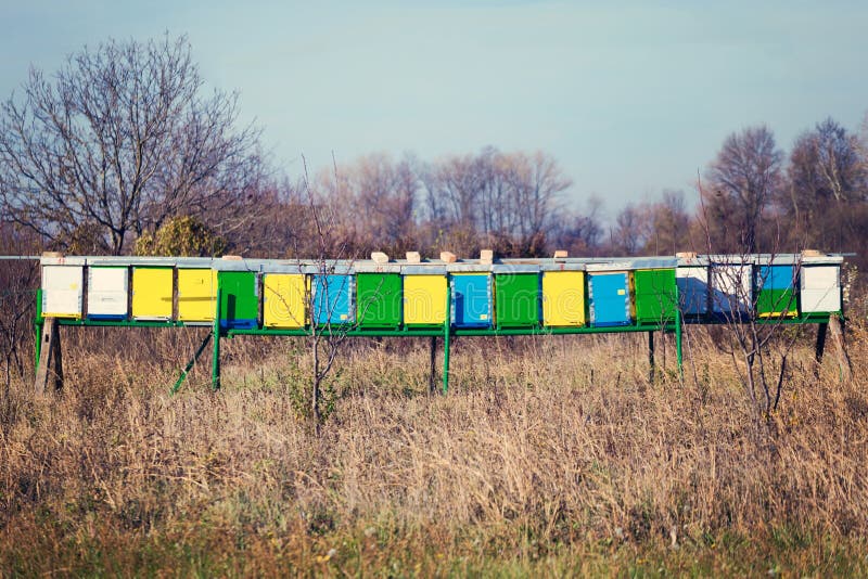 Apiary in the Field Next To Forest Trees Stock Image - Image of flower ...