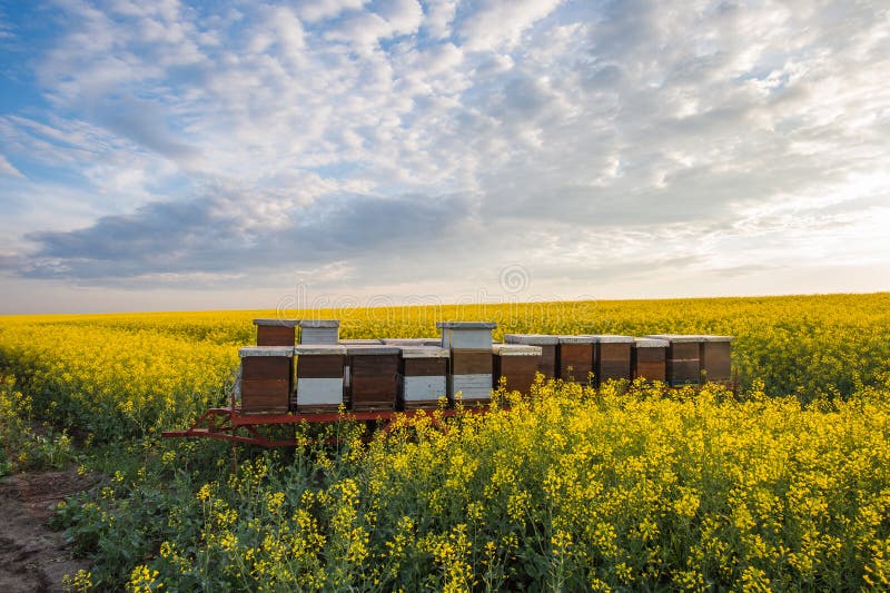 Apiary stock image. Image of oilseed, keeping, beehive - 21158061