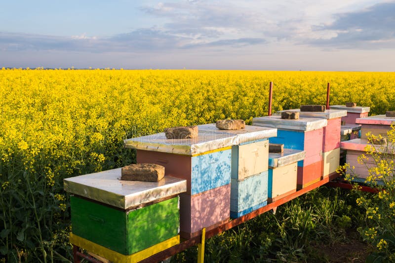 Apiary stock image. Image of oilseed, keeping, beehive - 21158061