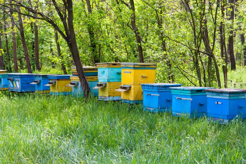 Bees and Canola stock photo. Image of field, plains, apiary - 8830226