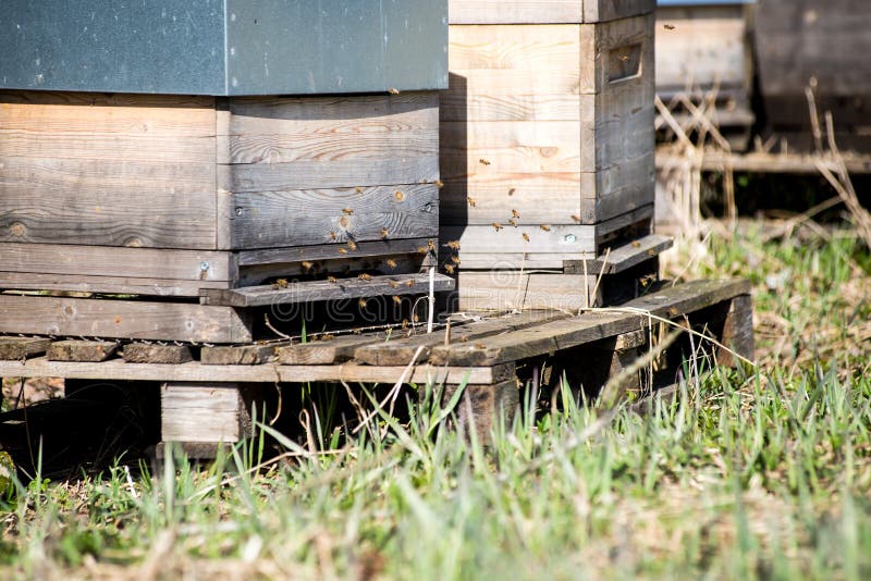 Apiary in forest stock image. Image of insect, flora - 52979807