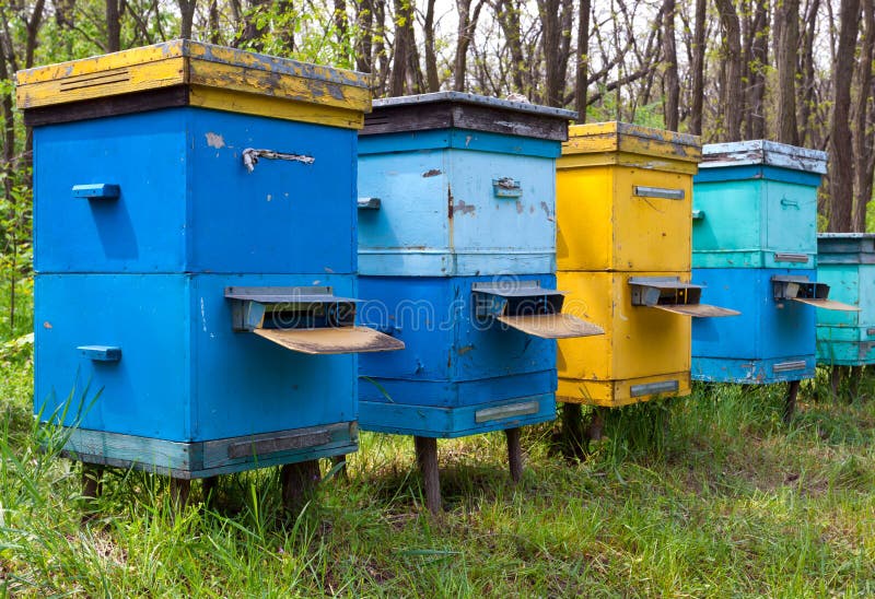 Apiary in forest stock photo. Image of nectar, color - 25063272