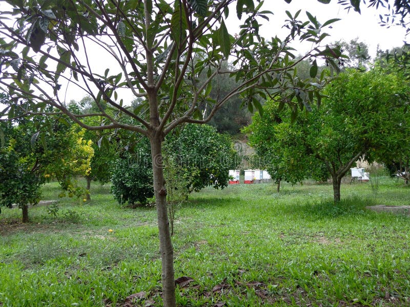 Apiary in the garden stock photo. Image of apian, garden - 69594122