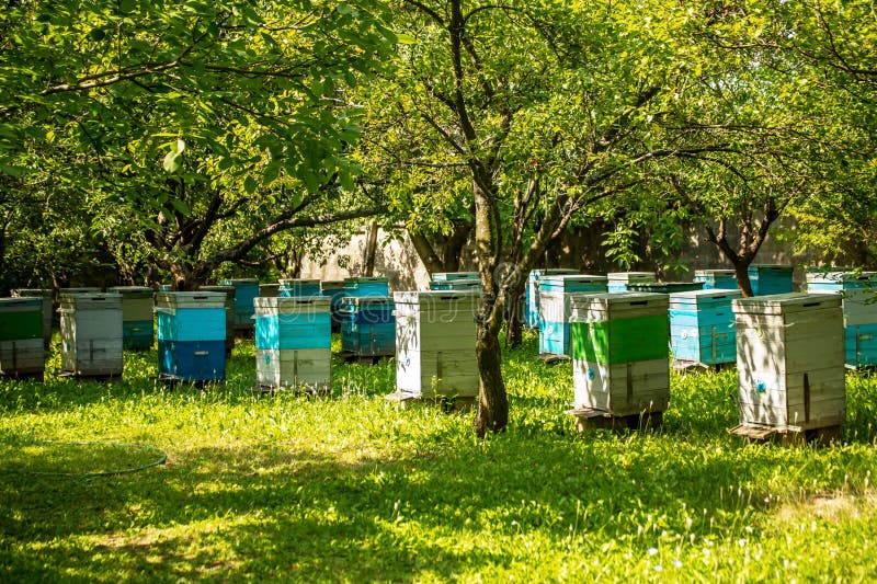 Apiary in the garden stock image. Image of garden, summer - 285337307