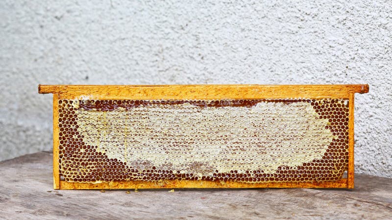 Apiary Hive Frame with Bees Wax Structure Full of Fresh Bee Honey in ...
