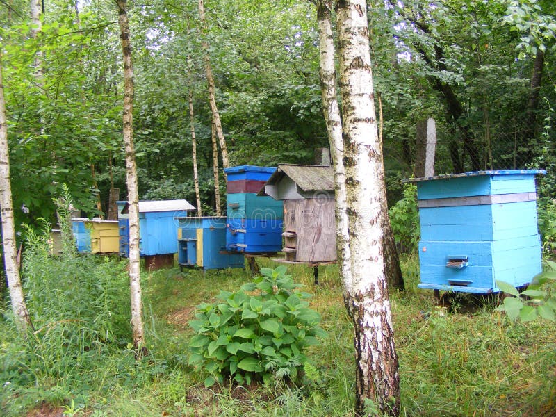 Apiary in a Meadow in the Langhe, Piedmont - Italy Stock Image - Image ...