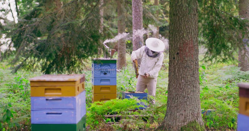 Apiary in the Middle of the Forest First Plan: Slightly Out of Focus ...