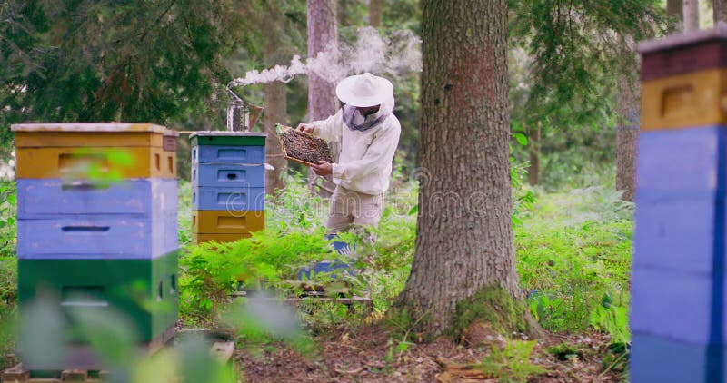 Apiary in the Middle of the Forest First Plan: Slightly Out of Focus ...