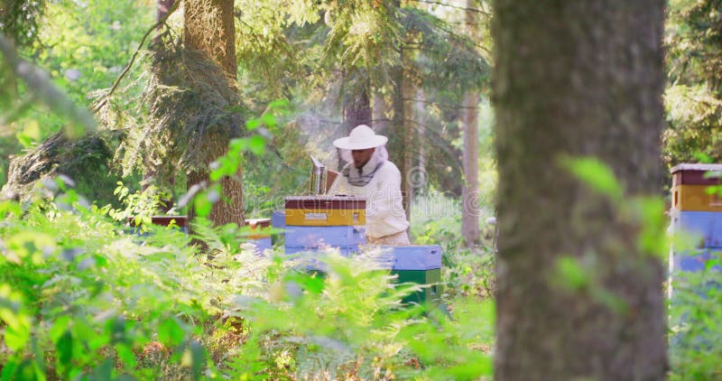 Apiary in the Middle of the Forest First Plan: Slightly Out of Focus ...
