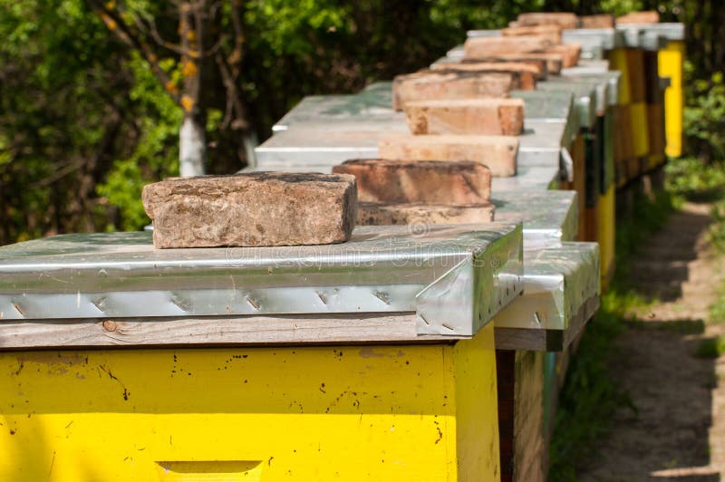 Apiary in nature stock image. Image of creation, farm - 147392959