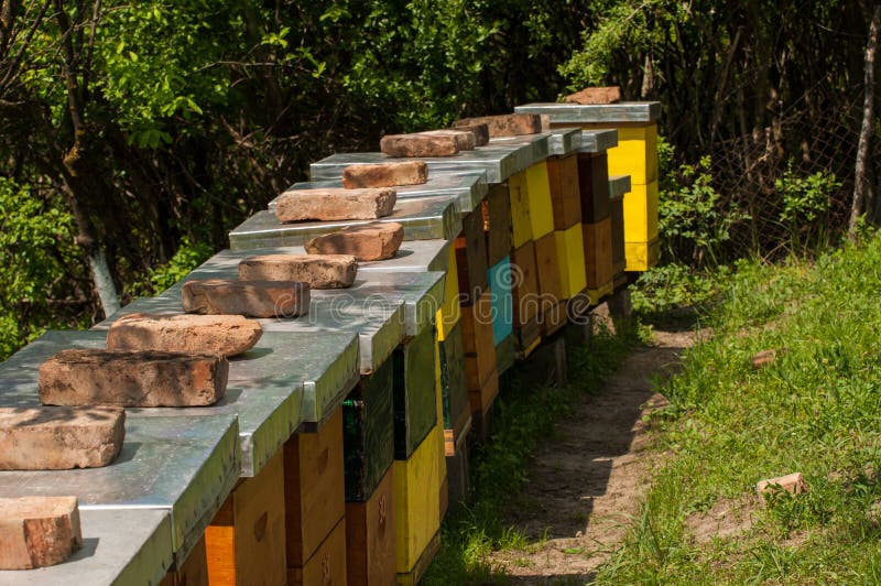 Apiary in nature stock photo. Image of apiary, pollen - 147393438