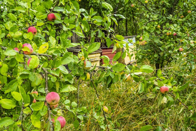 Apiary on a personal plot stock image. Image of nature - 260513921