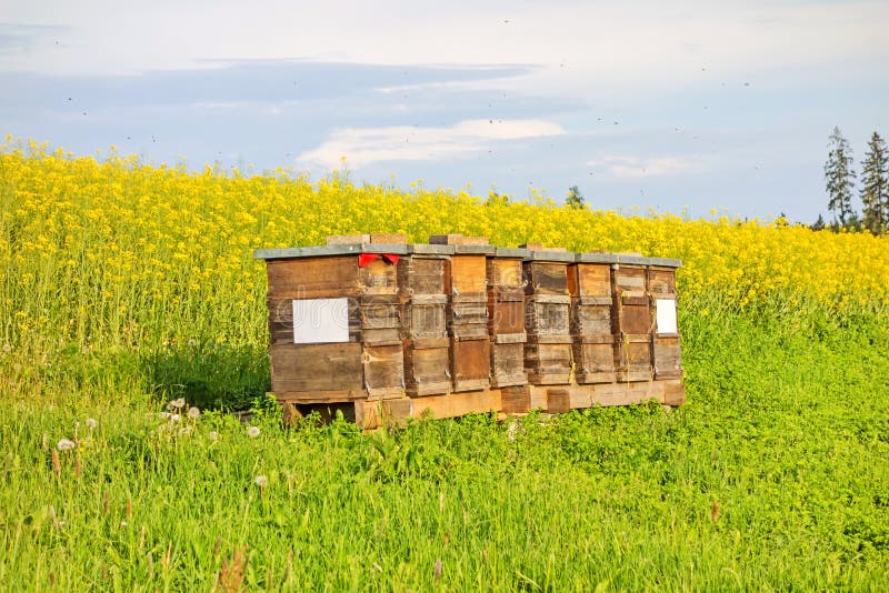 Apiary in the Field with Grass and Pine Trees Stock Image - Image of ...