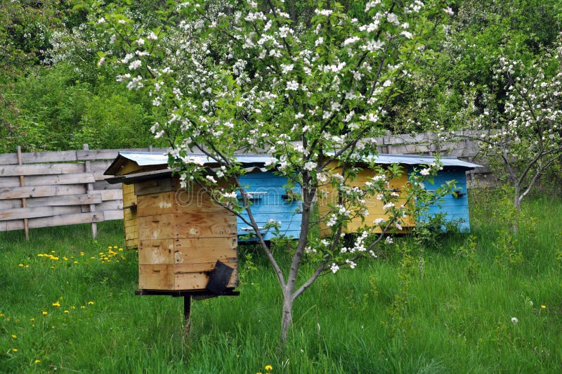Apiary in the Spring Garden Stock Image - Image of nectar, bees: 93181431