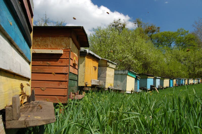 Beehives in a flower field stock photo. Image of apiary - 48678344