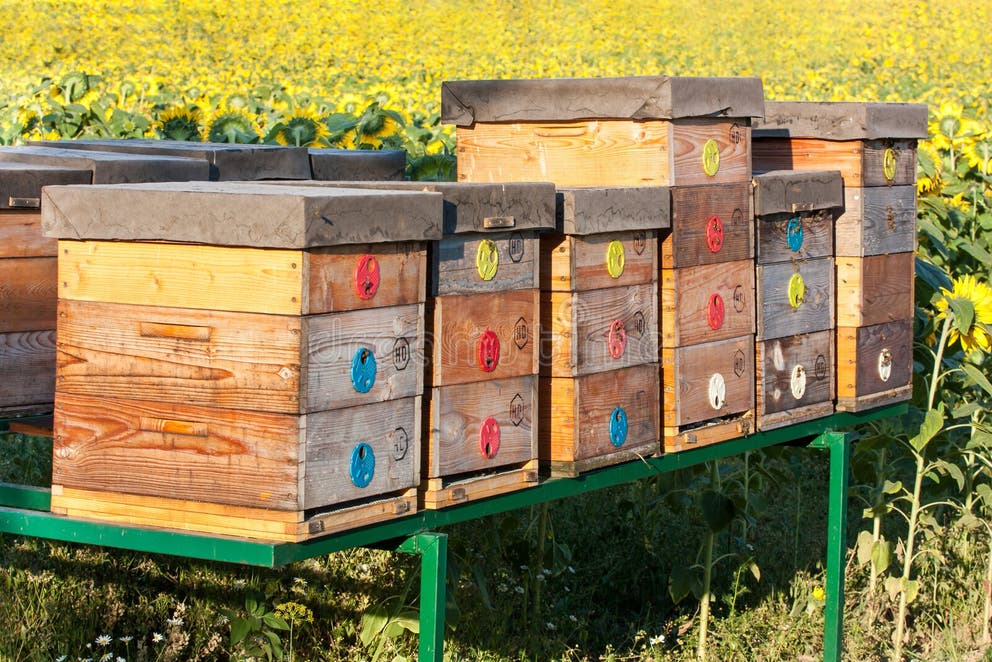 Apiary stock photo. Image of agriculture, apiary, crate - 32578908