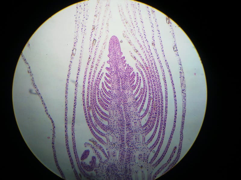 Apicaal Meristeem Van Verticillata Hydrilla Stock Foto - Image of ...