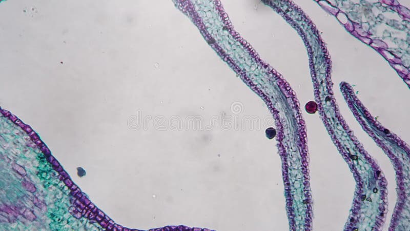 Apical Bud Filmed Under Microscope 100x in Longitudinal Section Against ...