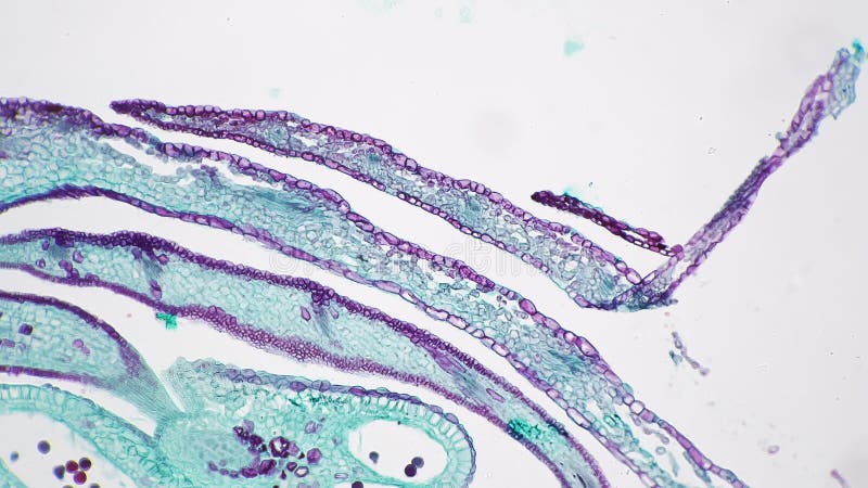 Apical Bud Filmed Under Microscope 40x in Longitudinal Section Against ...
