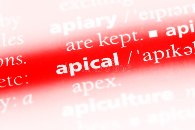 Apical stock image. Image of english, printed, page - 114412351