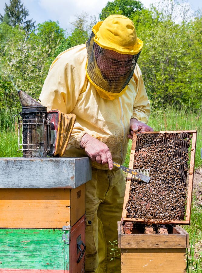 L'apicoltore Sta Lavorando Con Le Api E Gli Alveari Sull'arnia ...