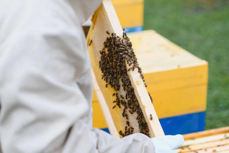 Apicultor No Trabalho Abelhas Em Voo. Imagem de Stock - Imagem de ninho ...