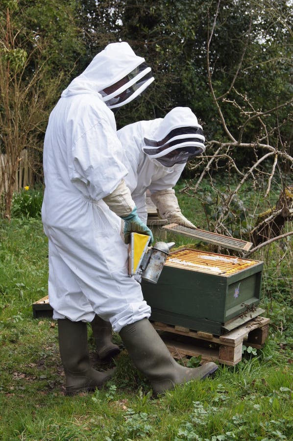 Apicultores foto de archivo. Imagen de insecto, protector - 31880096