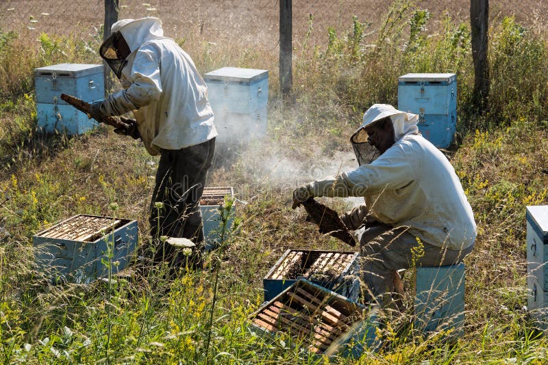 Apicultores Que Trabajan Con Sus Colmenas Coloridas Imagen de archivo ...