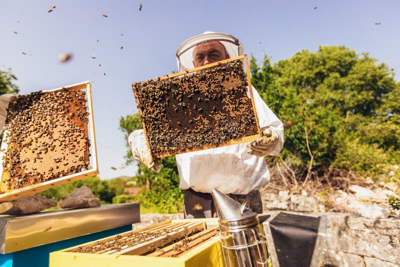 Apicultores no apiário. imagem de stock. Imagem de animal - 231997719