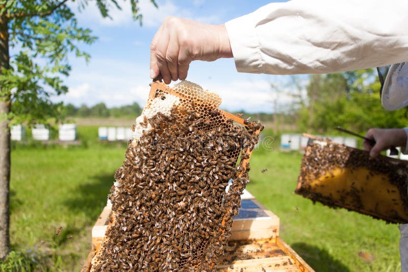 Apicultura foto de archivo. Imagen de colonia, enjambre - 31471402