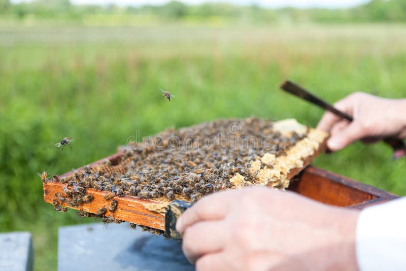 Apiculture image stock. Image du europe, été, artistique - 31471361