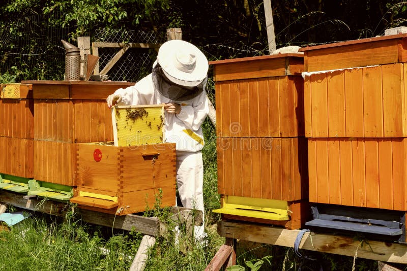 Apiculture - Apiculteur Avec Des Abeilles Image stock - Image du été ...