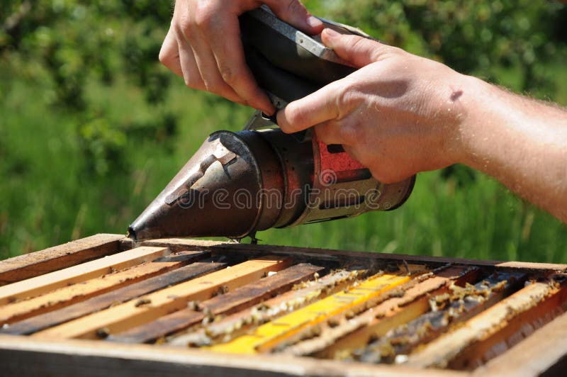 Bee Smoker in Use during Beehive Inspection Stock Image - Image of ...