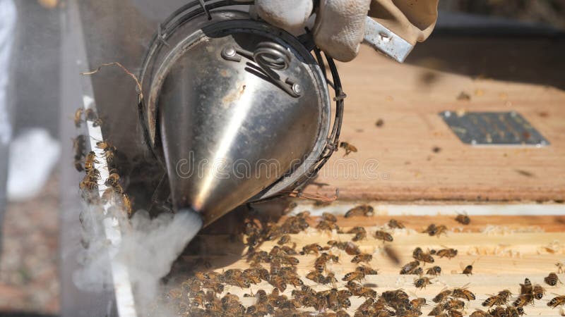 Apiculture Beekeeping Equipment Bee Smoker Fuel. Stock Photo - Image of ...