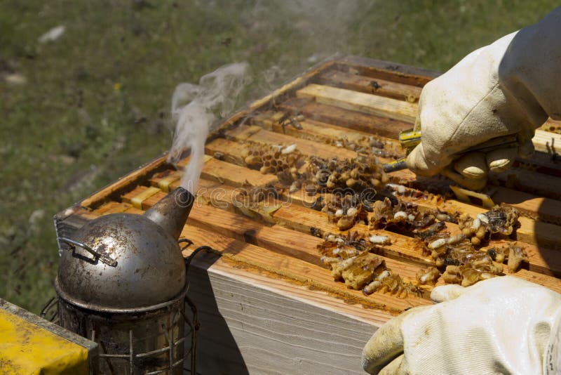 Apiculture stock image. Image of beekeeper, agility, beehive - 33047569