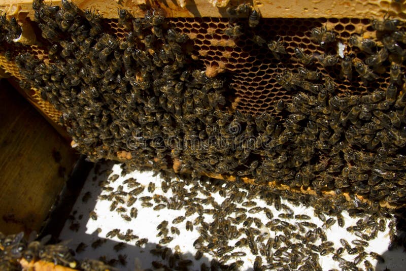 Apiculture stock image. Image of insect, combing, animals - 33047979