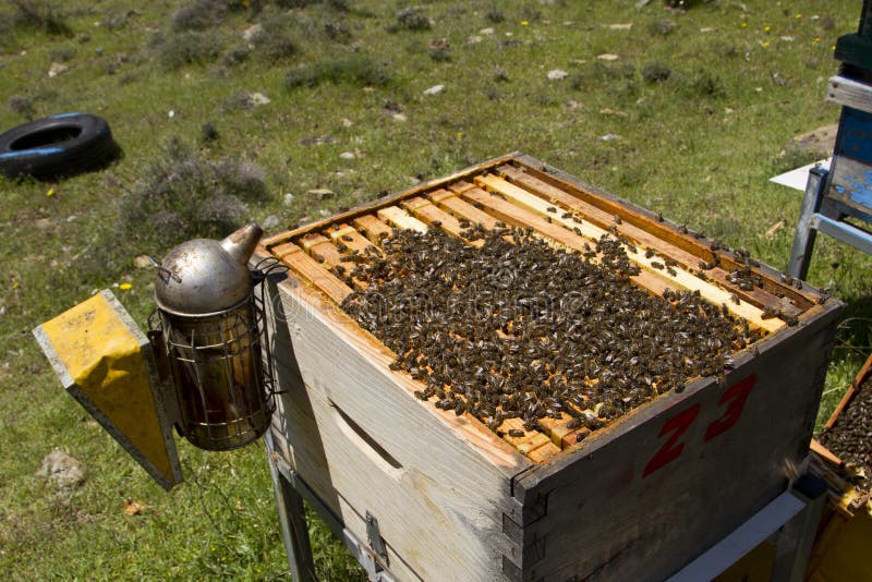 Apiculture stock photo. Image of combing, healthy, hexagon - 33094800