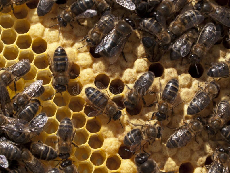 Apiculture stock photo. Image of combing, healthy, hexagon - 33094800