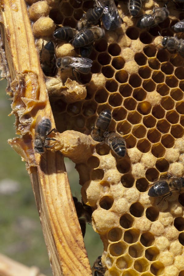 Apiculture stock photo. Image of eating, closeup, horizontal - 33067178