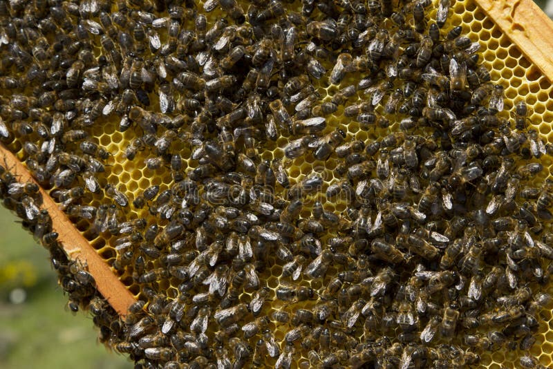 Apiculture stock image. Image of clothing, apiary, honeyed - 33094699