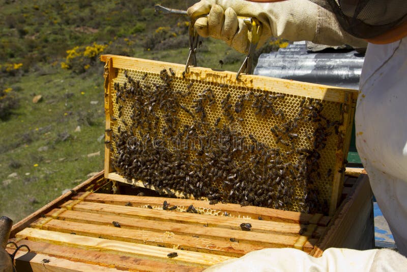 Apiculture stock photo. Image of combing, healthy, hexagon - 33094800