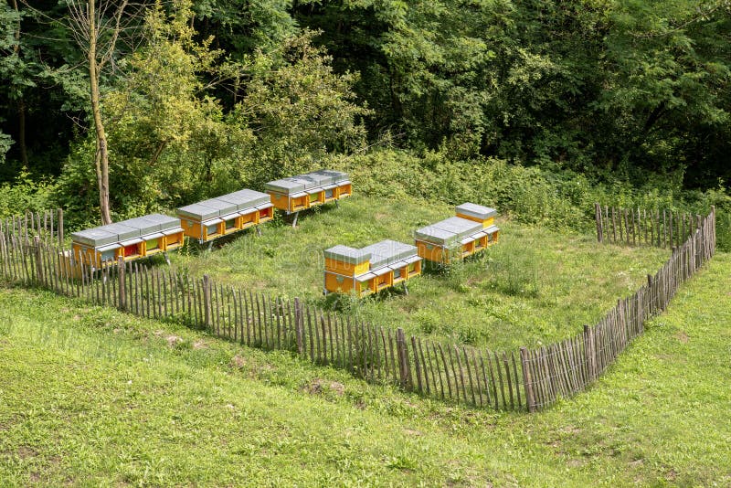 Apiculture stock image. Image of hives, biologycal, natural - 156470943