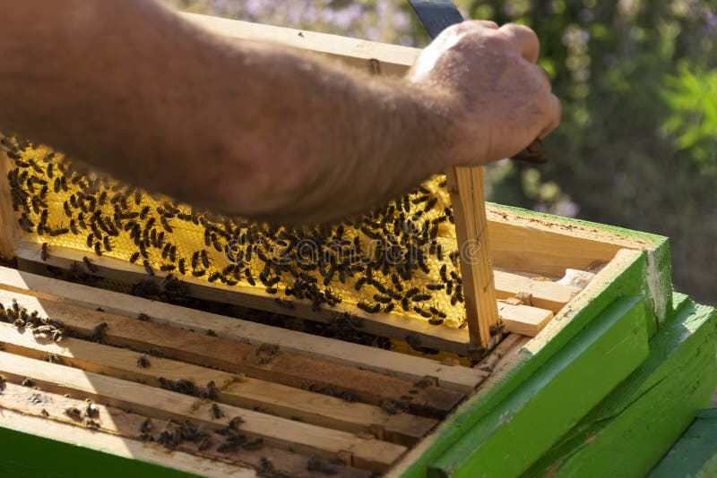Apiculture, Working with the Bees, Agricultural Activities Stock Image ...