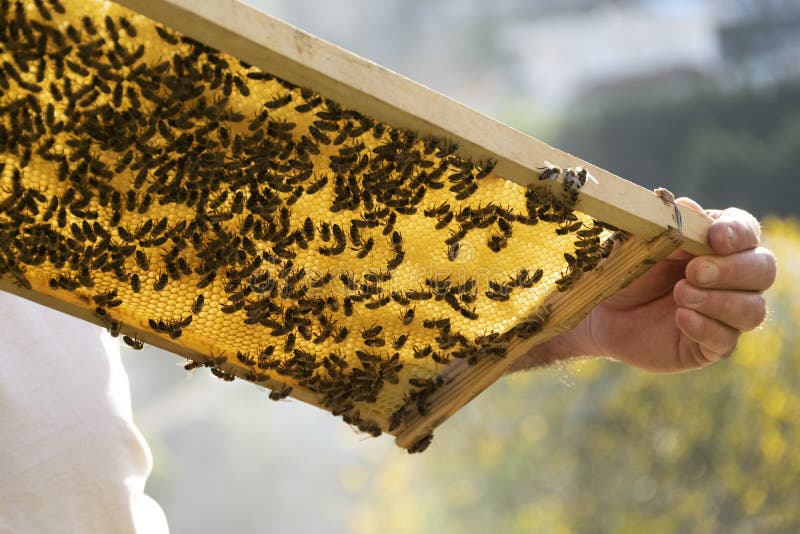 Apiculture, Working with the Bees, Agricultural Activities Stock Photo ...