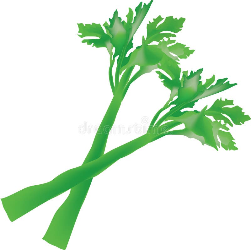Apio Ilustraciones Stock, Vectores, Y Clipart – (8,461 Ilustraciones Stock)