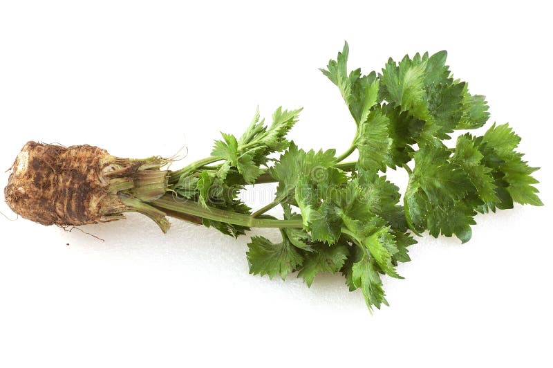 Apio imagen de archivo. Imagen de apio, longitud, frescura - 3504067